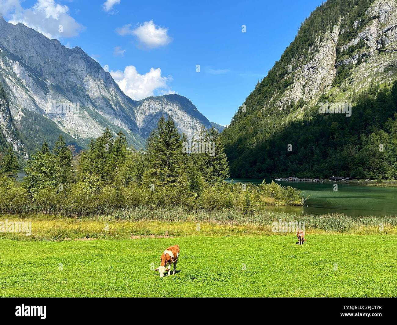 The cows grazing in an alpine valley in the Austrian Alps, surrounded ...