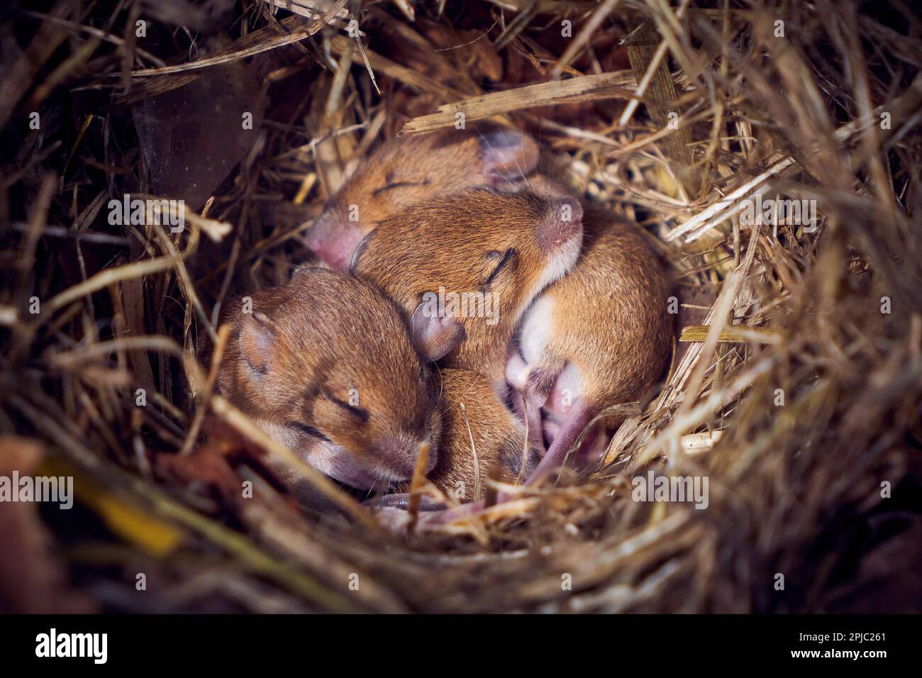 Baby mice sleeping in nest in funny position (Mus musculus Stock Photo ...