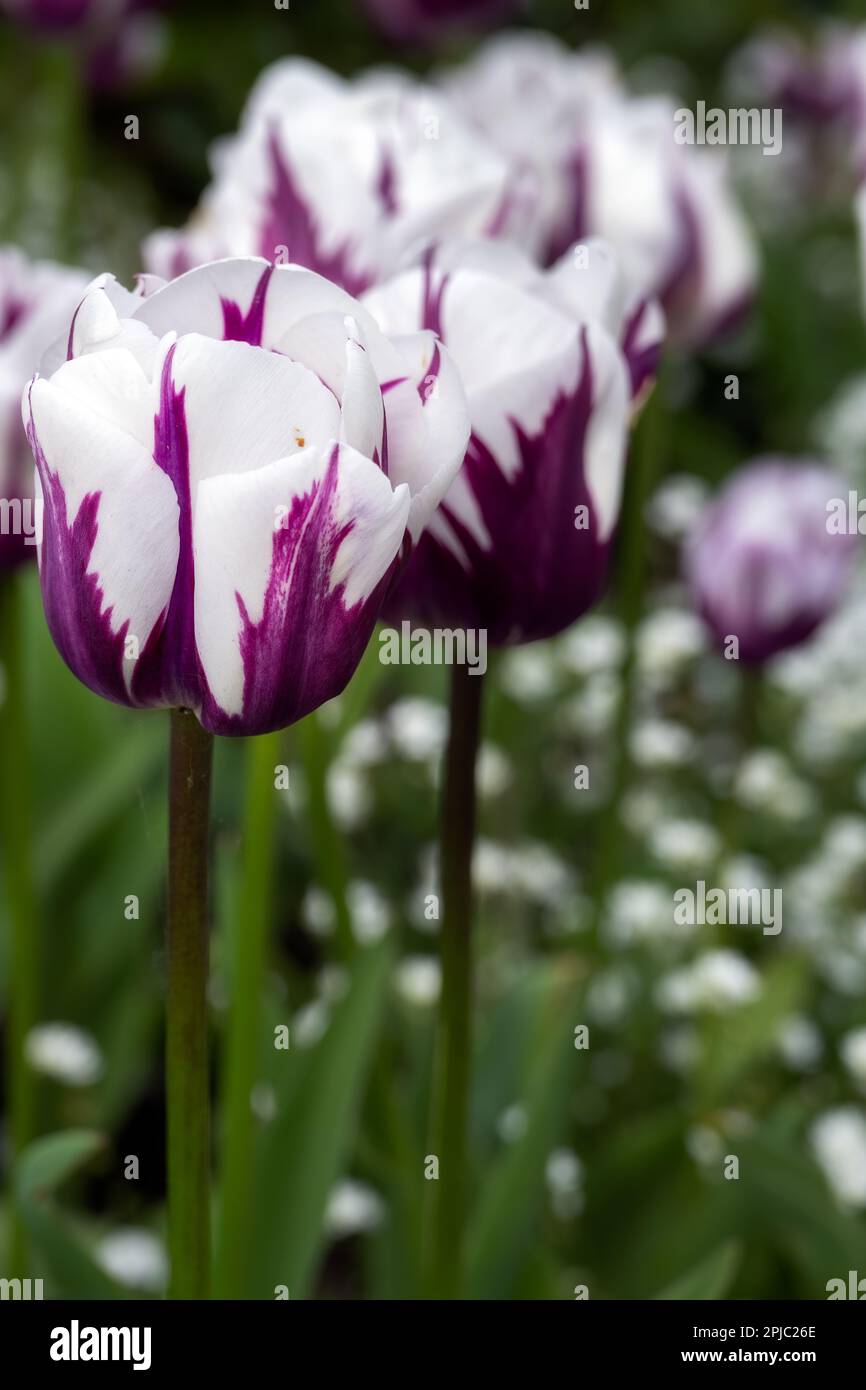 Dark purple with white hi-res stock photography and images - Alamy