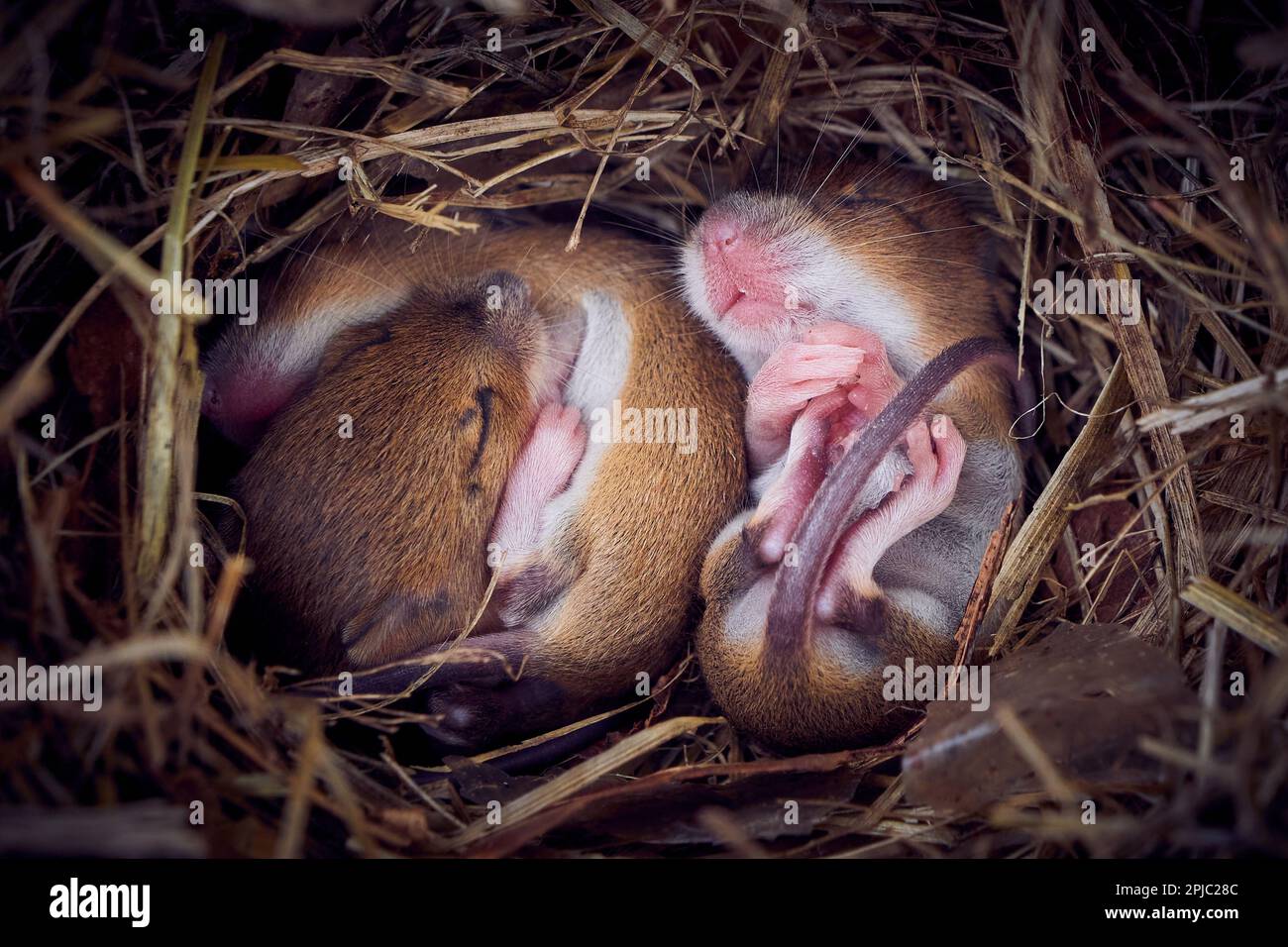 Baby mice sleeping in nest in funny position (Mus musculus Stock Photo ...