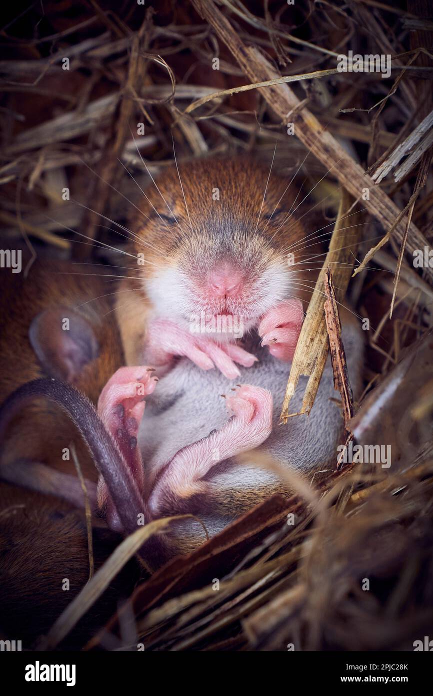 Baby mice sleeping in nest in funny position (Mus musculus Stock Photo ...