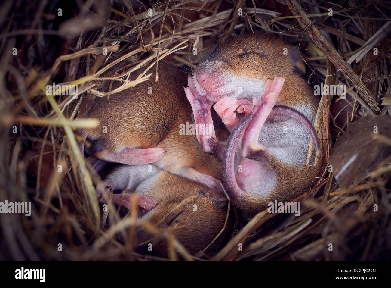 Baby mice sleeping in nest in funny position (Mus musculus Stock Photo ...