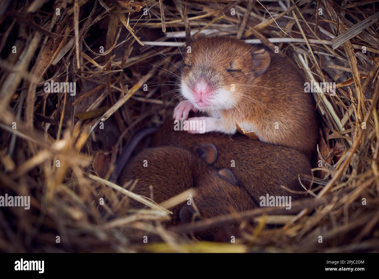 Baby mice sleeping in nest in funny position (Mus musculus Stock Photo ...