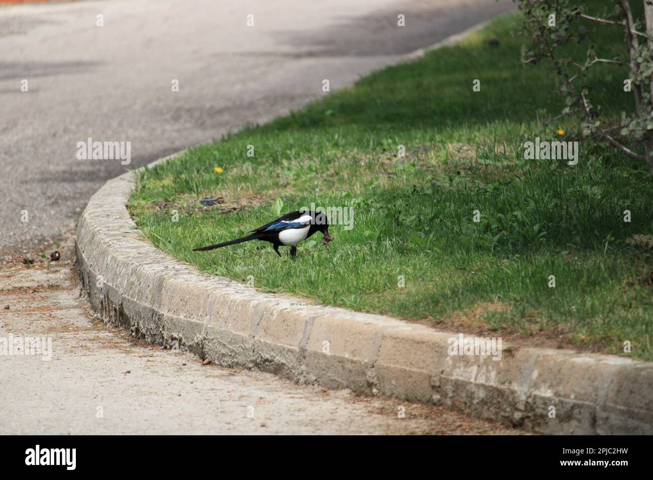 Insectos de alimentacion hi-res stock photography and images - Alamy