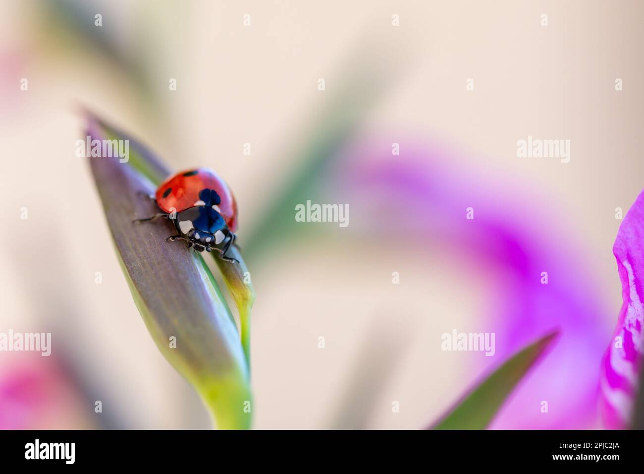 Red ladybug on the leaf of a purple wild lily plant Stock Photo - Alamy