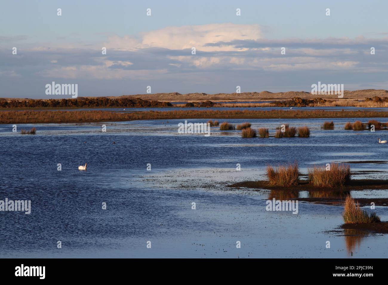 Strathbeg reserve hi-res stock photography and images - Alamy