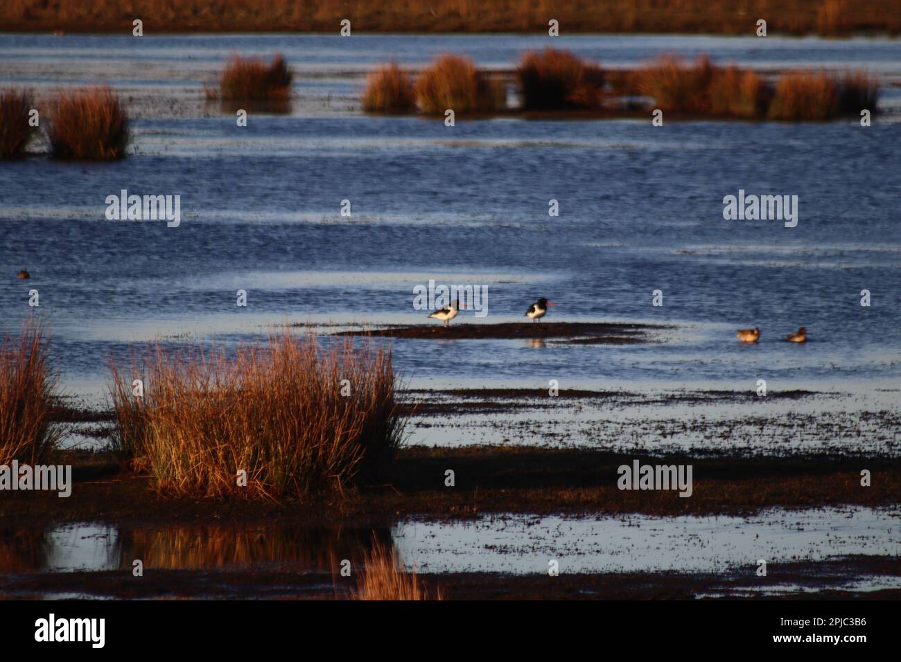 Strathbeg reserve hi-res stock photography and images - Alamy