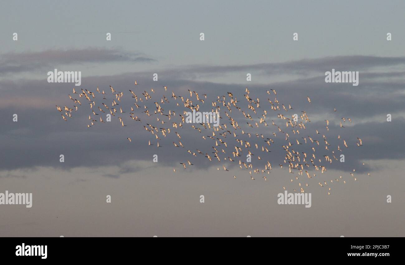Loch of Strathbeg, Scotland Stock Photo - Alamy
