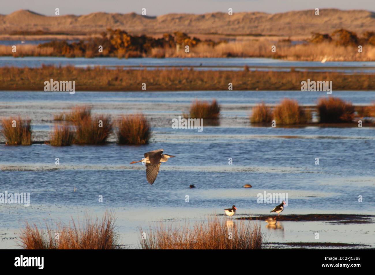 Strathbeg hi-res stock photography and images - Alamy