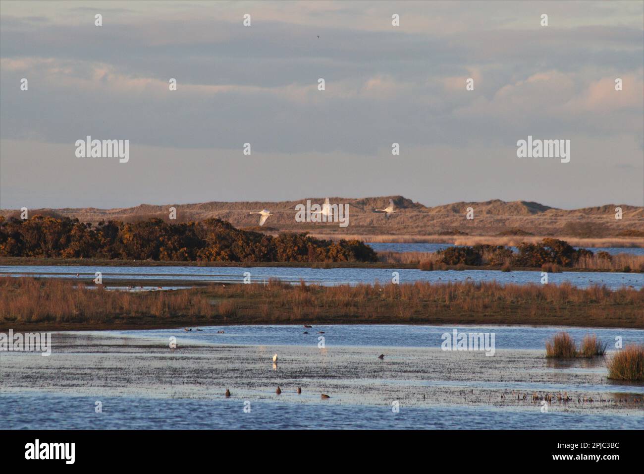 Loch of Strathbeg, Scotland Stock Photo - Alamy