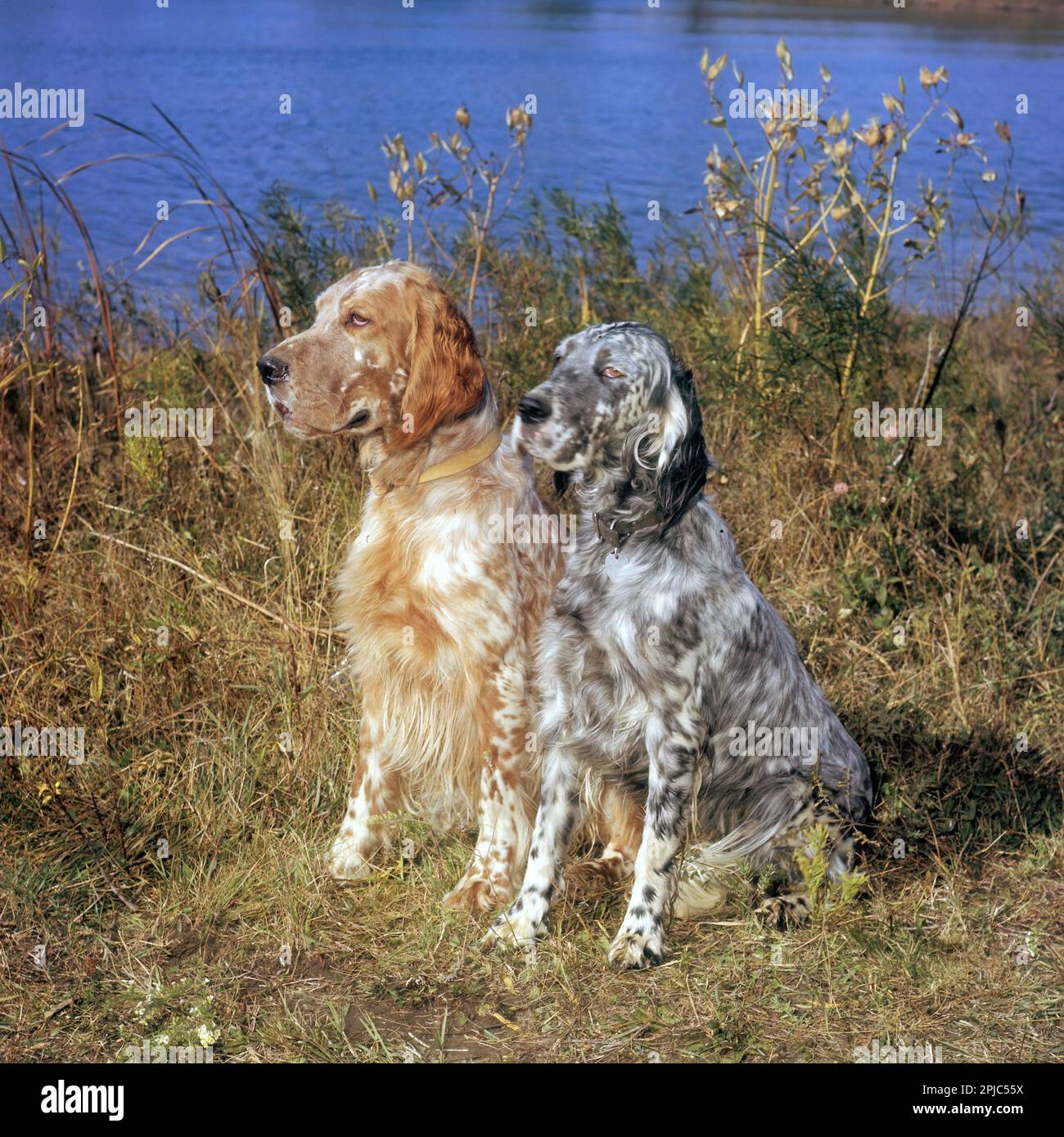 English setters hi-res stock photography and images - Alamy