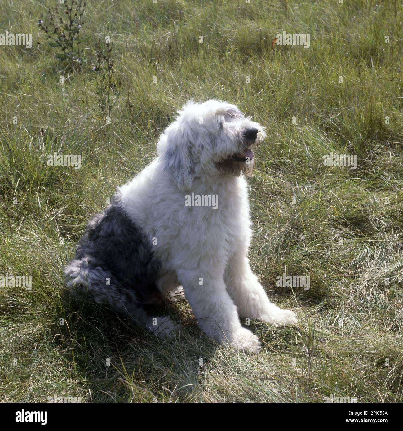 Black and white springer spaniels hi-res stock photography and images ...