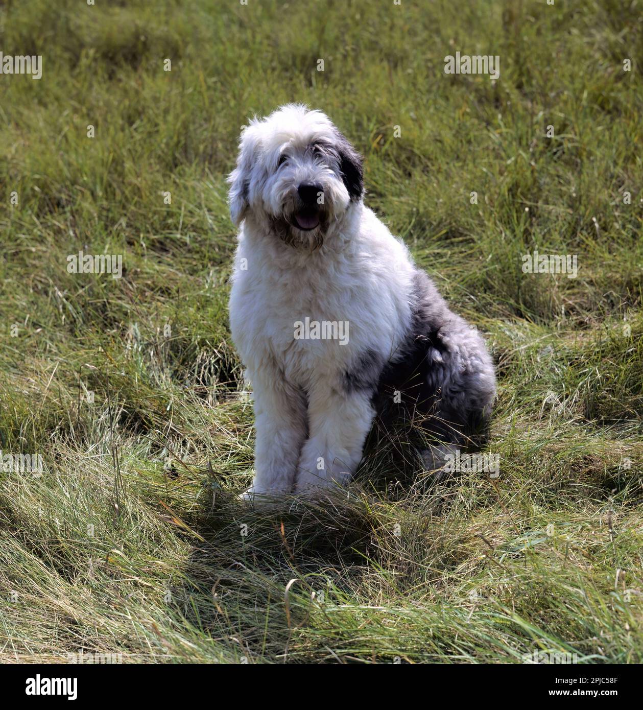 Sitting English Sheep Dog Stock Photo - Alamy