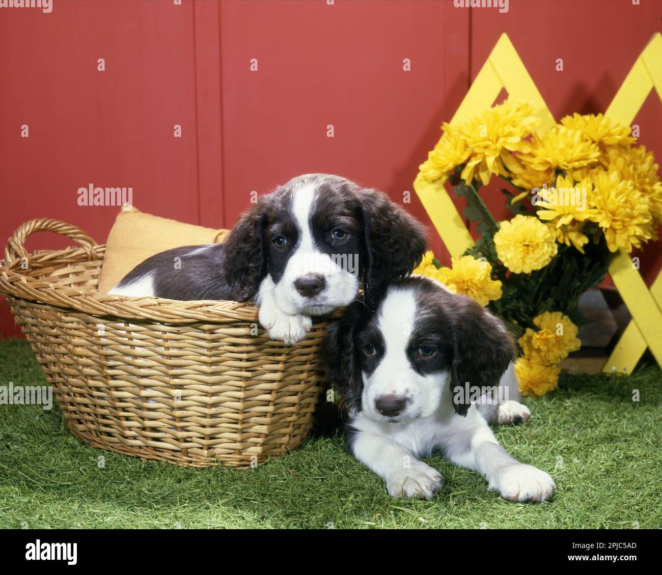 Two Springer Spaniels and a basket Stock Photo - Alamy