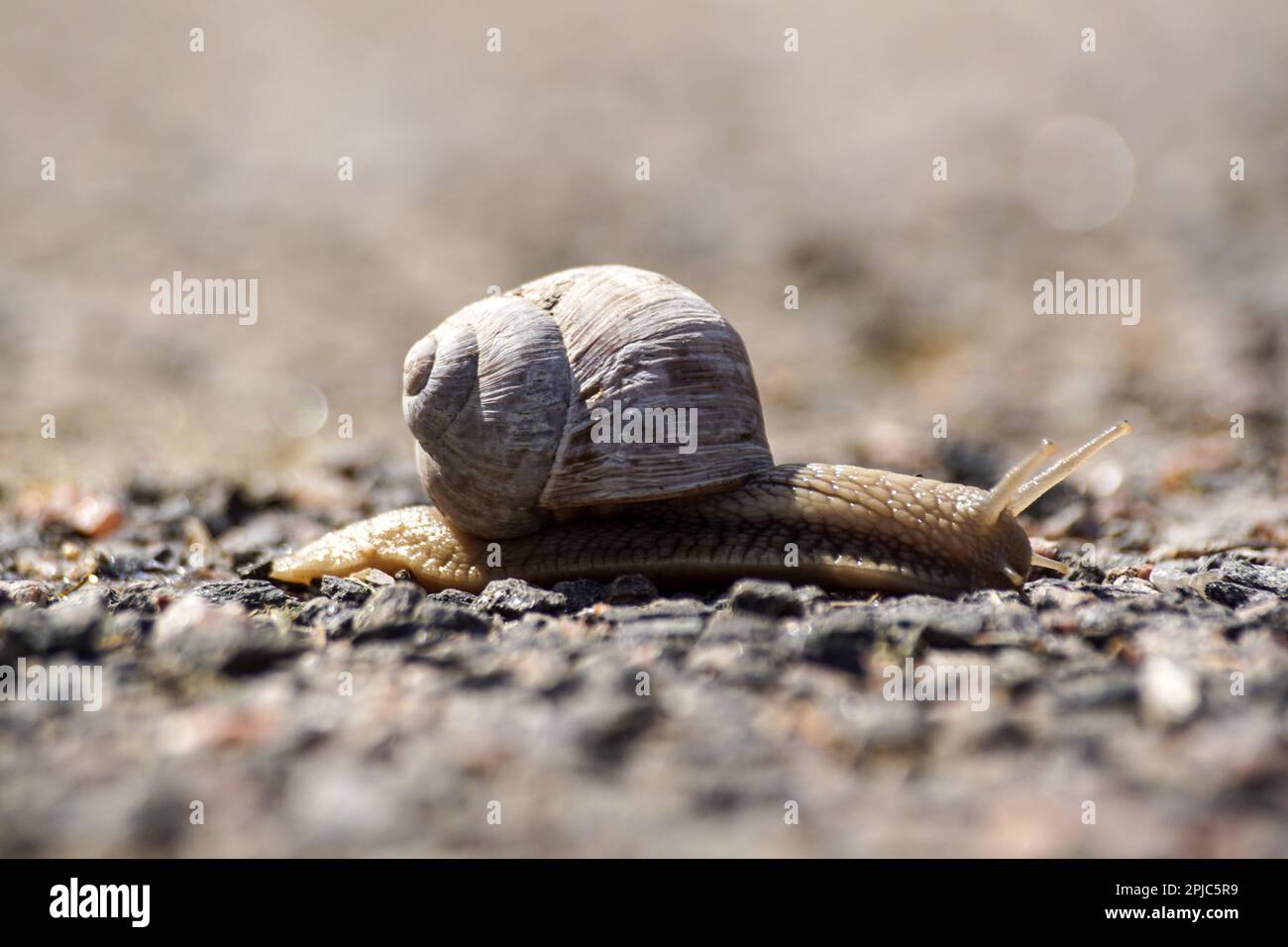 Clam snail in sand hi-res stock photography and images - Alamy
