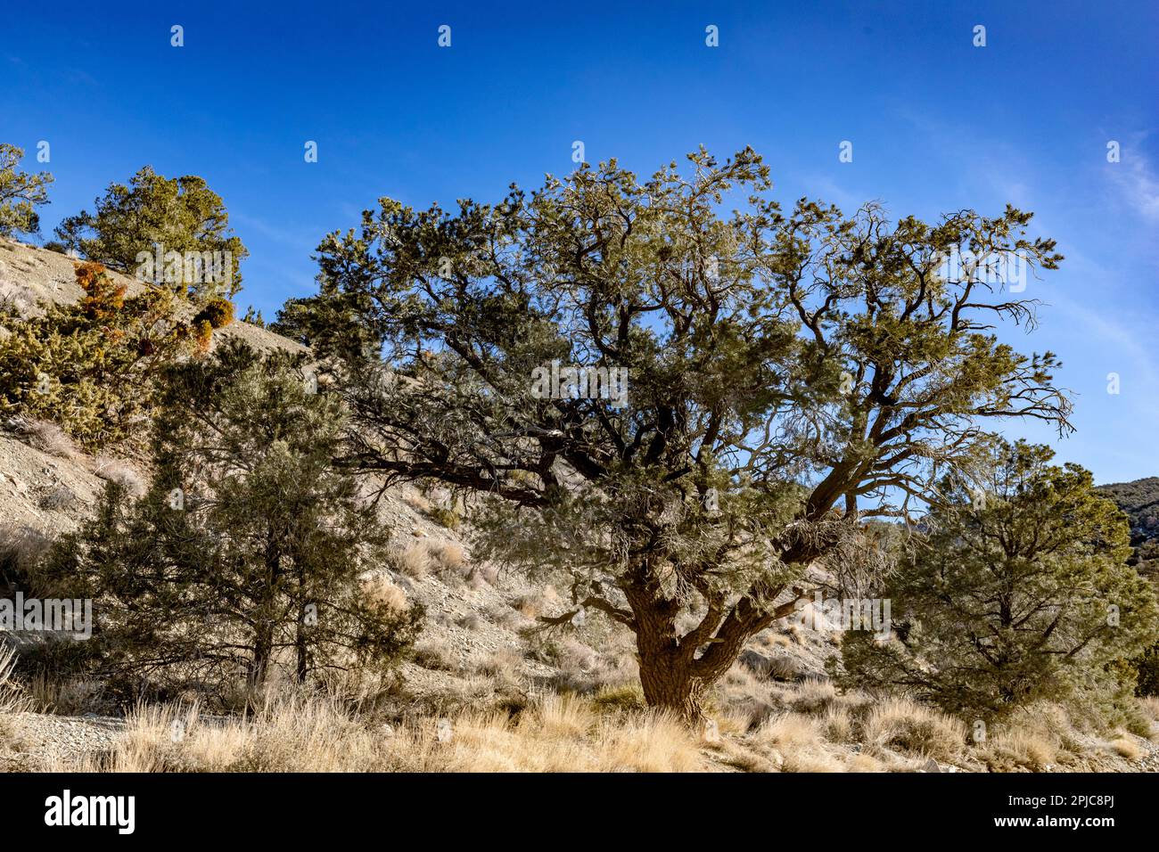 Pinr tree hi-res stock photography and images - Alamy