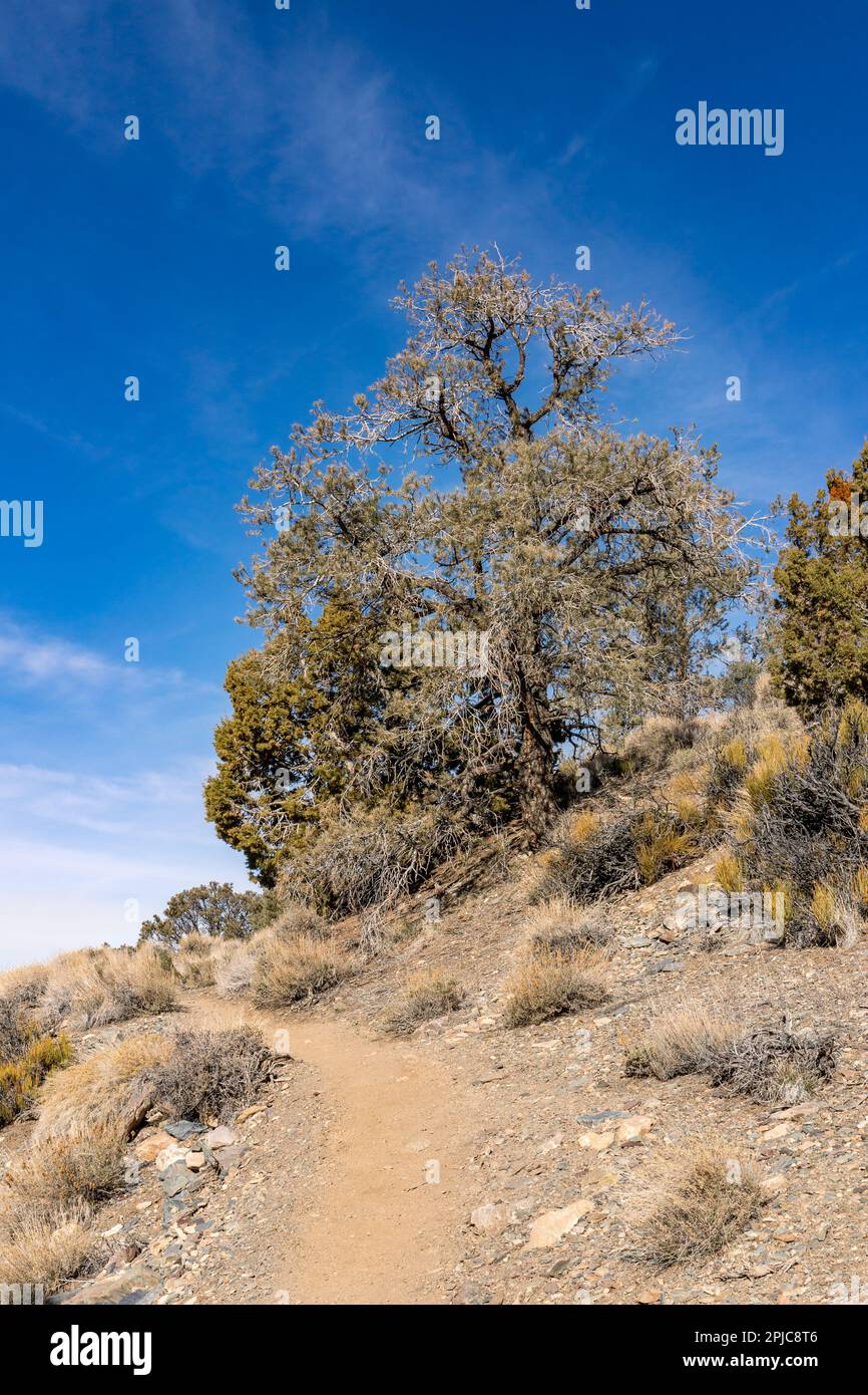 Pinr tree hi-res stock photography and images - Alamy