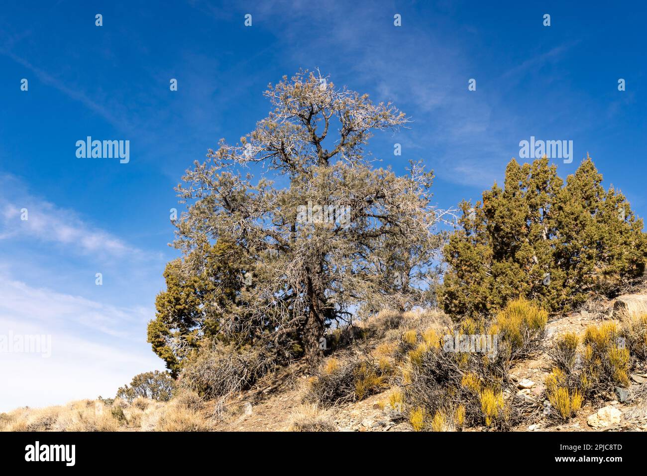 Pinon Pinr Tree in the high desert Stock Photo - Alamy
