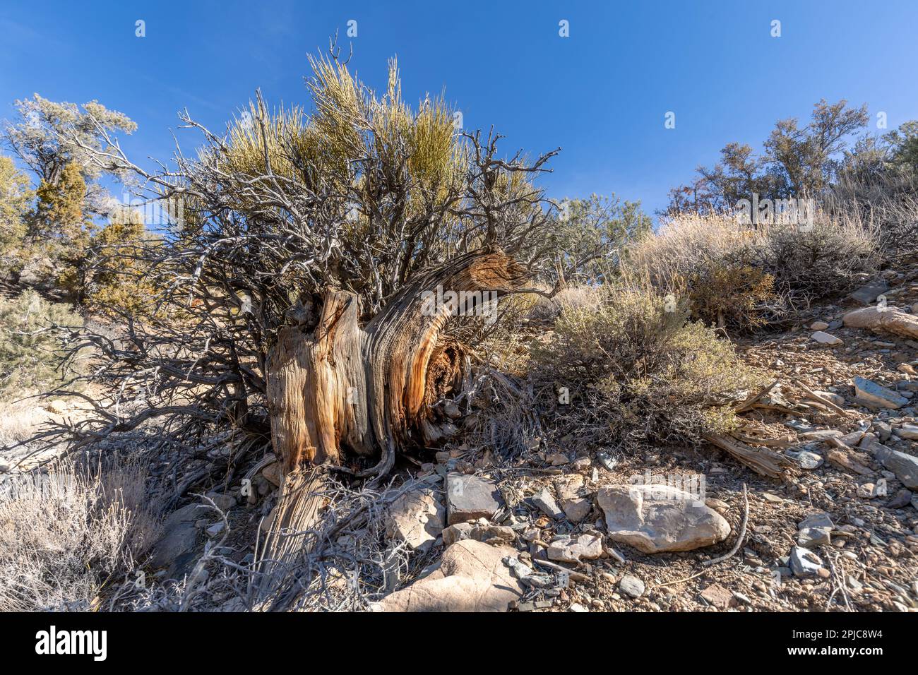 Colorful Pinon Pinr Tree Stump in the high desert Stock Photo - Alamy