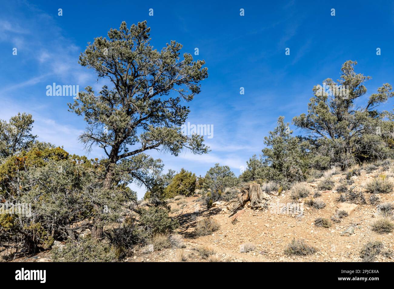 Pinon Pinr Tree in the high desert Stock Photo - Alamy