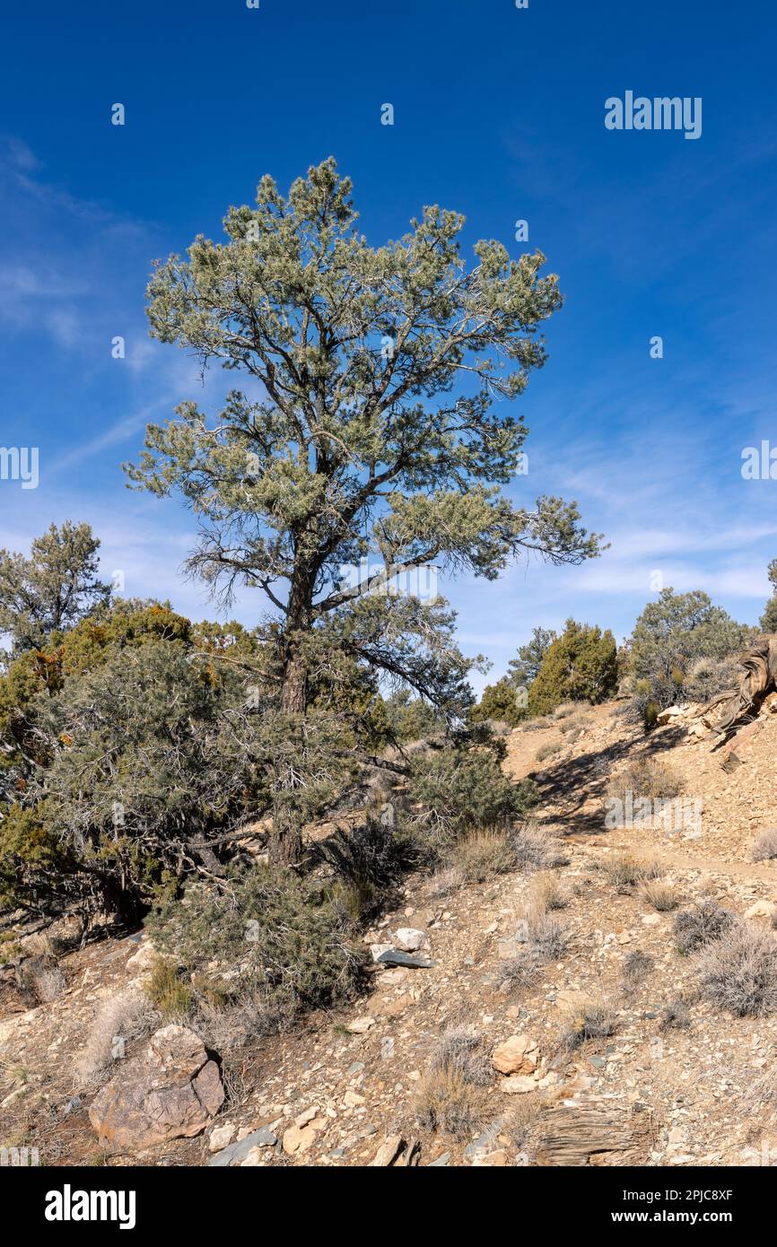 Single Leaf Pinyon And Bristlecone Pine