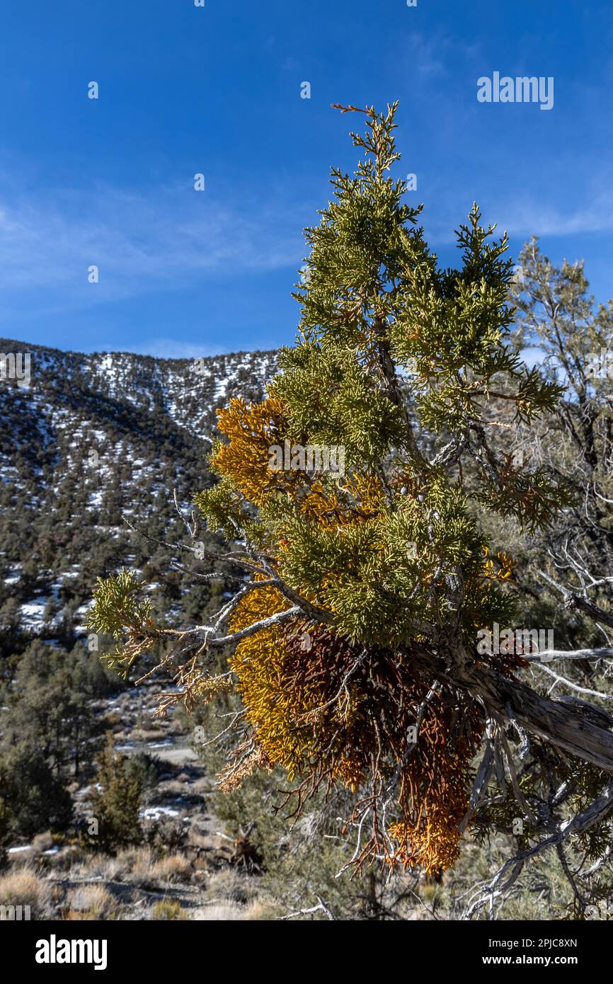 New growth on the branch of a pinon pine tree Stock Photo - Alamy