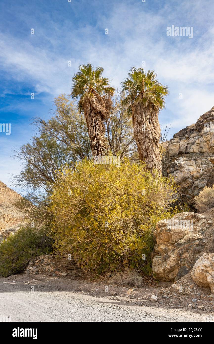 Death Valley CA USA Feb 16 2023: Two palm tree amd shrub brush, part of ...