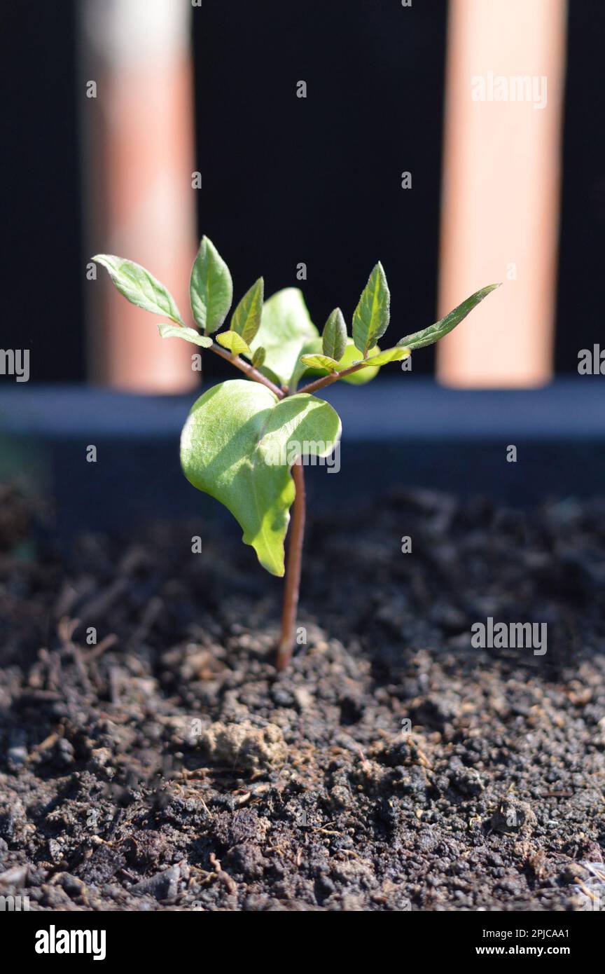 Cobaea scandens young plant growing in the garden Stock Photo - Alamy