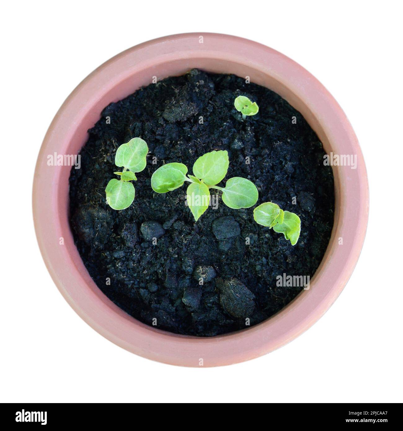 Propagation from seed to plant Cut Out Stock Images & Pictures - Alamy