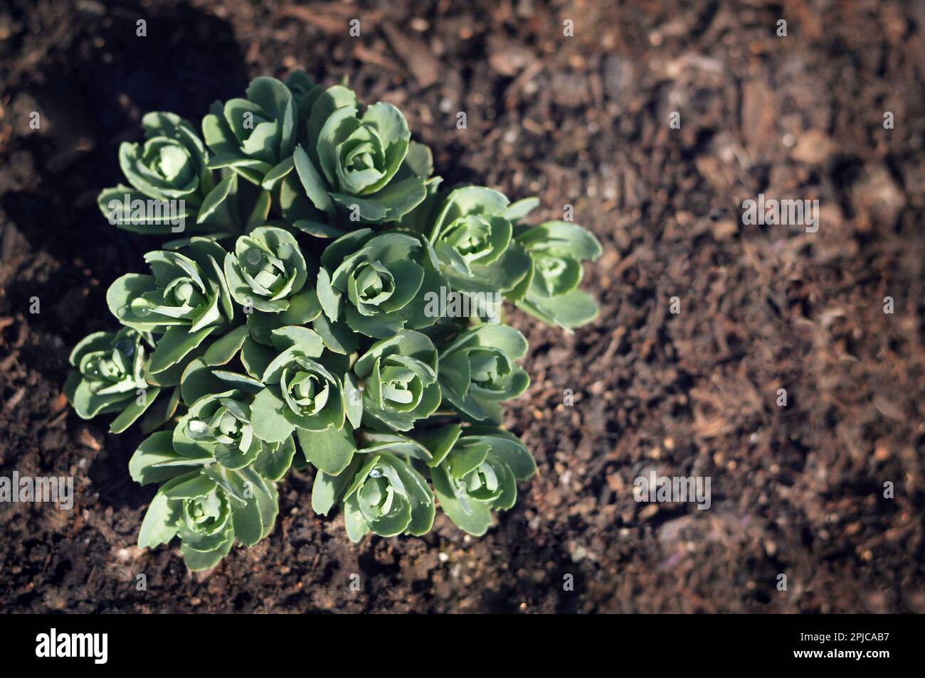 Young Sedum (Stonecrop) plant growing in spring garden. Top view of ...