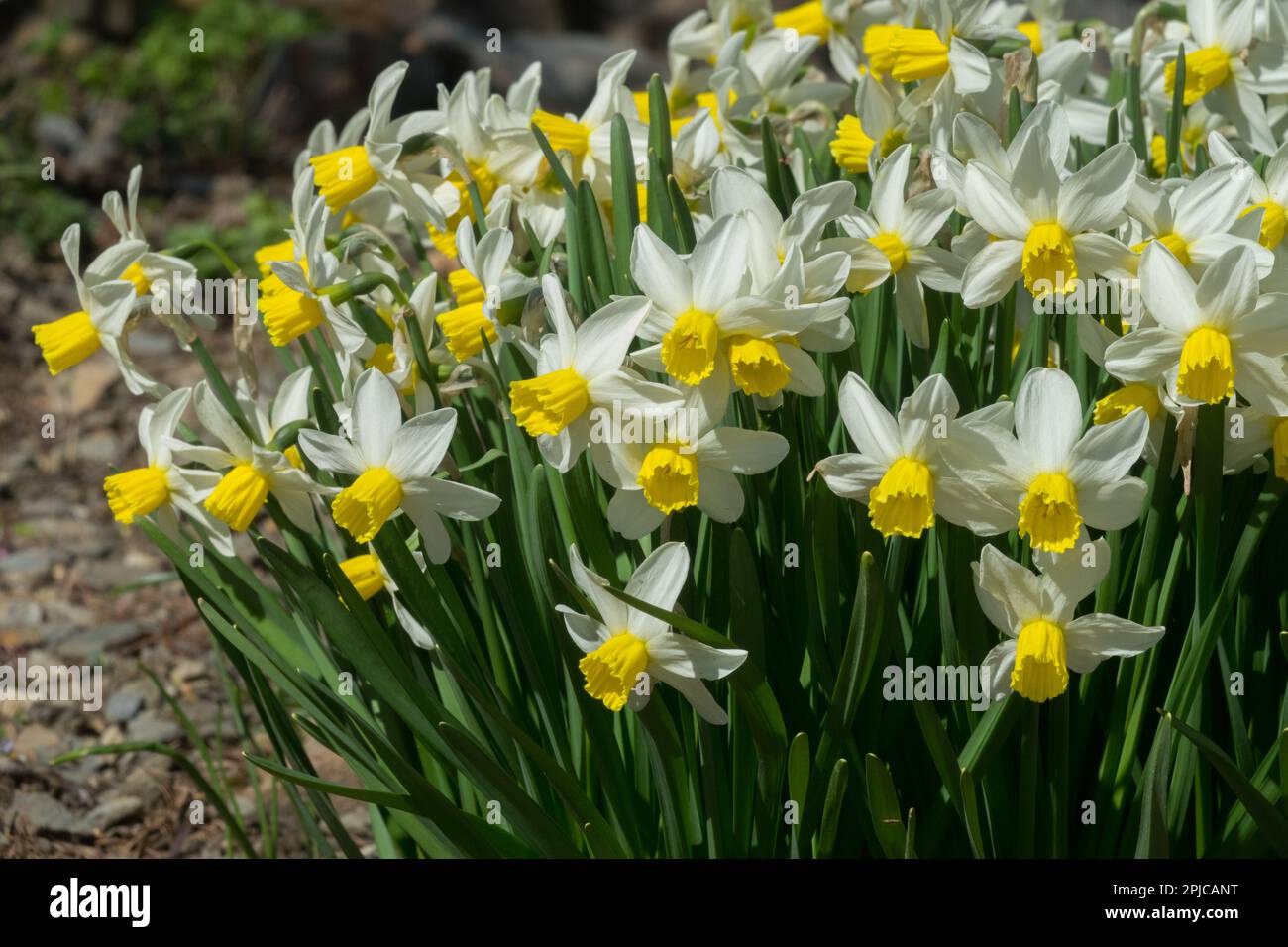 Clumps of, Daffodils Narcissus, Group, Narcissus Jonquilla Daffodils ...