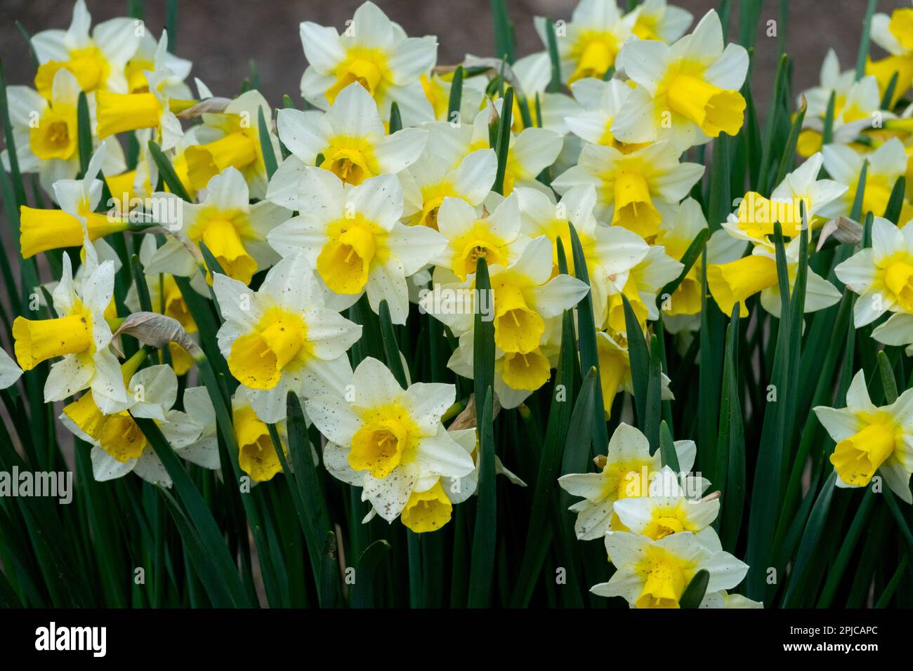Daffodils Narcissus "Golden Echo Stock Photo - Alamy