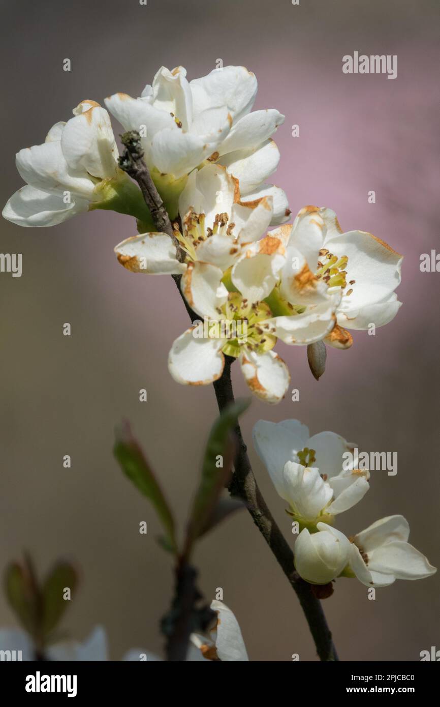 Beautiful Chaenomeles "Nivalis", Flower, Flowering Quince, Portrait ...