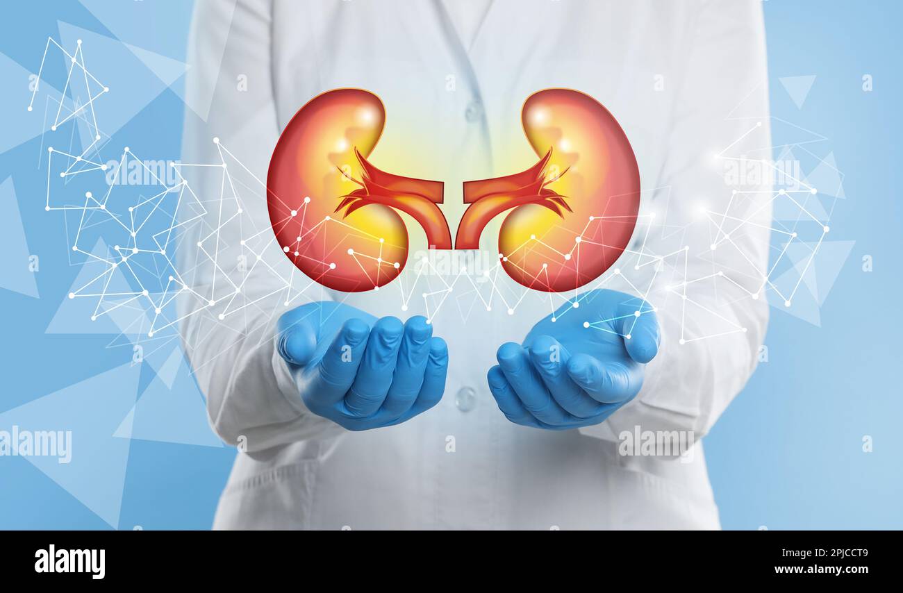 Closeup view of doctor and illustration of kidneys on light blue ...