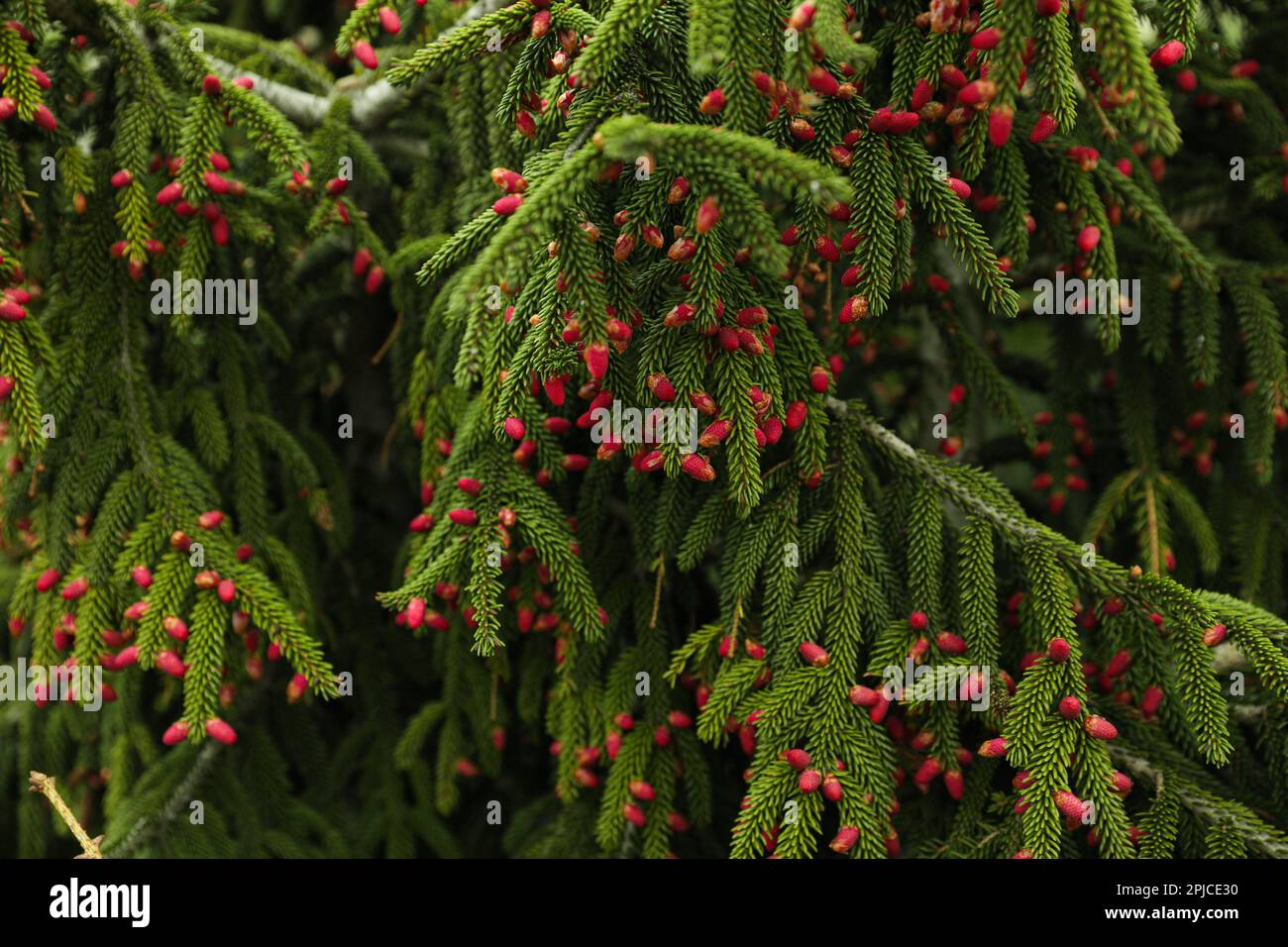 Closeup view of beautiful conifer tree with pink cones Stock Photo - Alamy