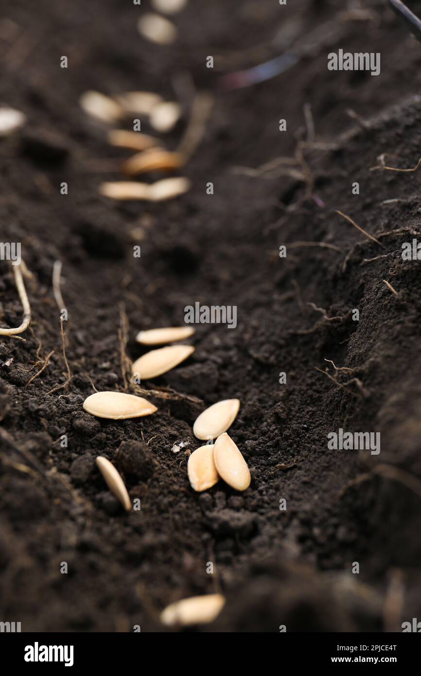 Many cucumber plants growing in hi-res stock photography and images - Alamy