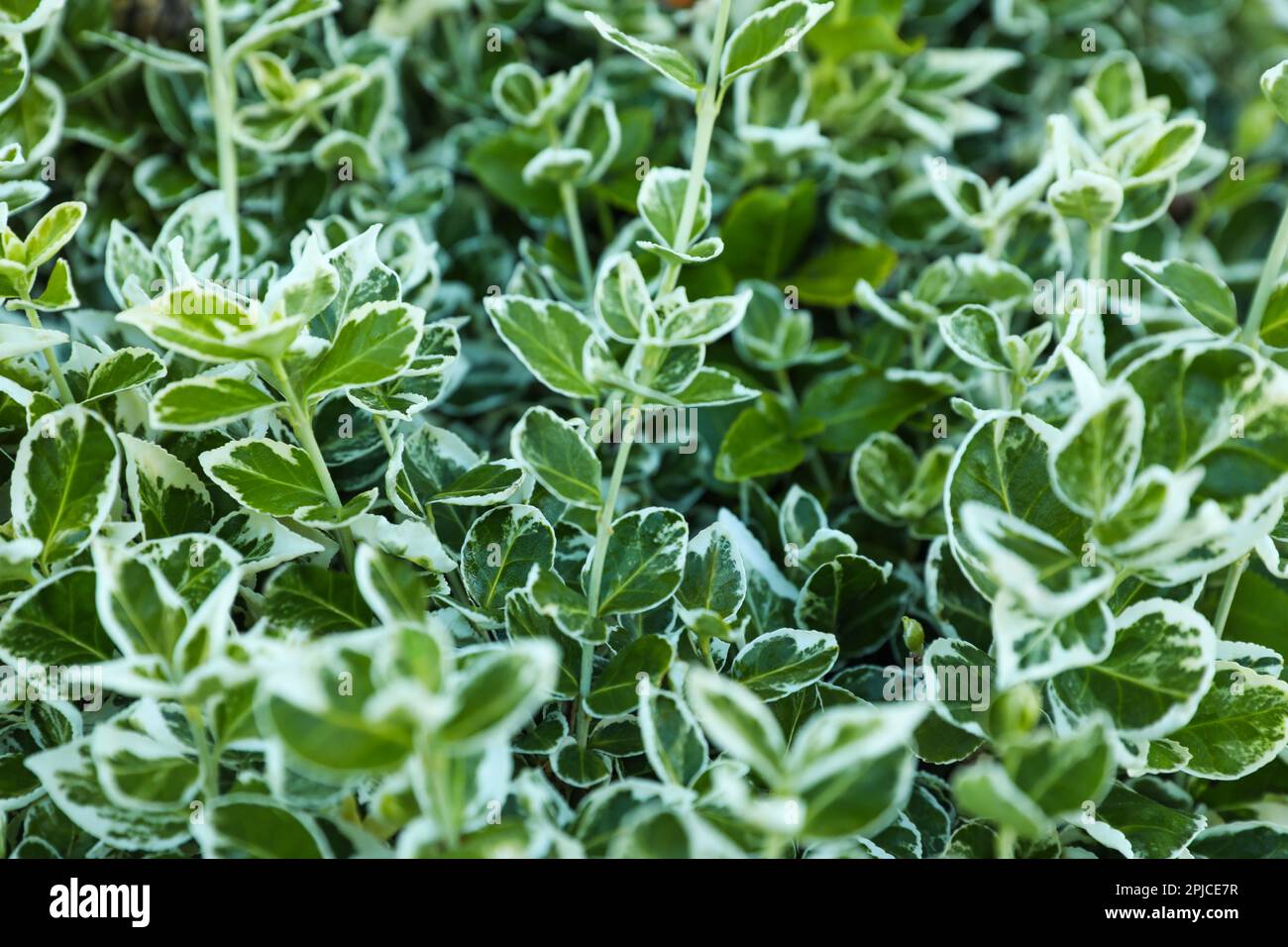 Beautiful winter creeper with bright leaves as background, closeup ...