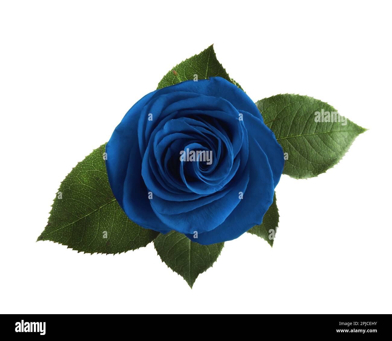 Beautiful blooming blue rose on white background Stock Photo - Alamy