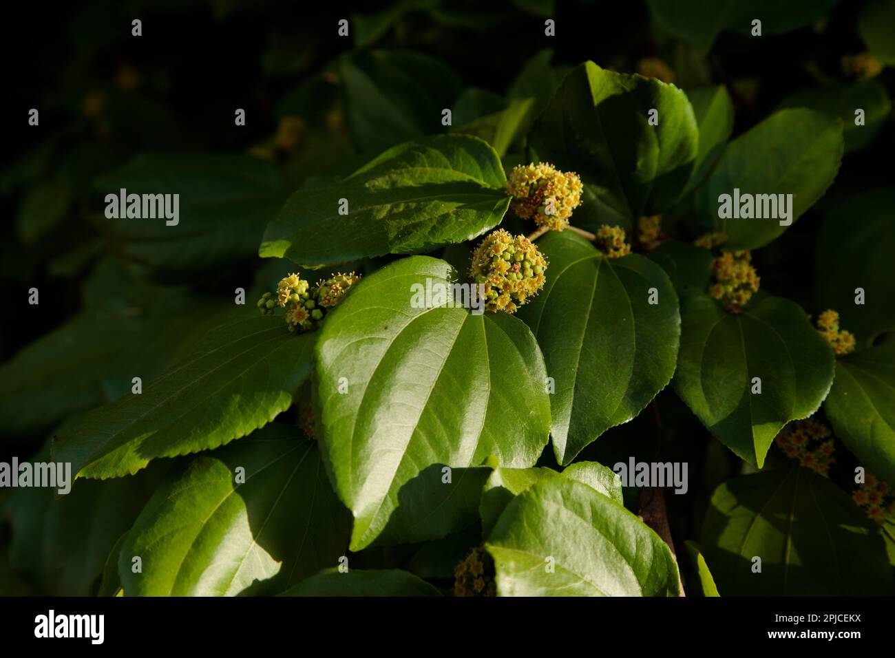 Biome de caatinga hi-res stock photography and images - Alamy