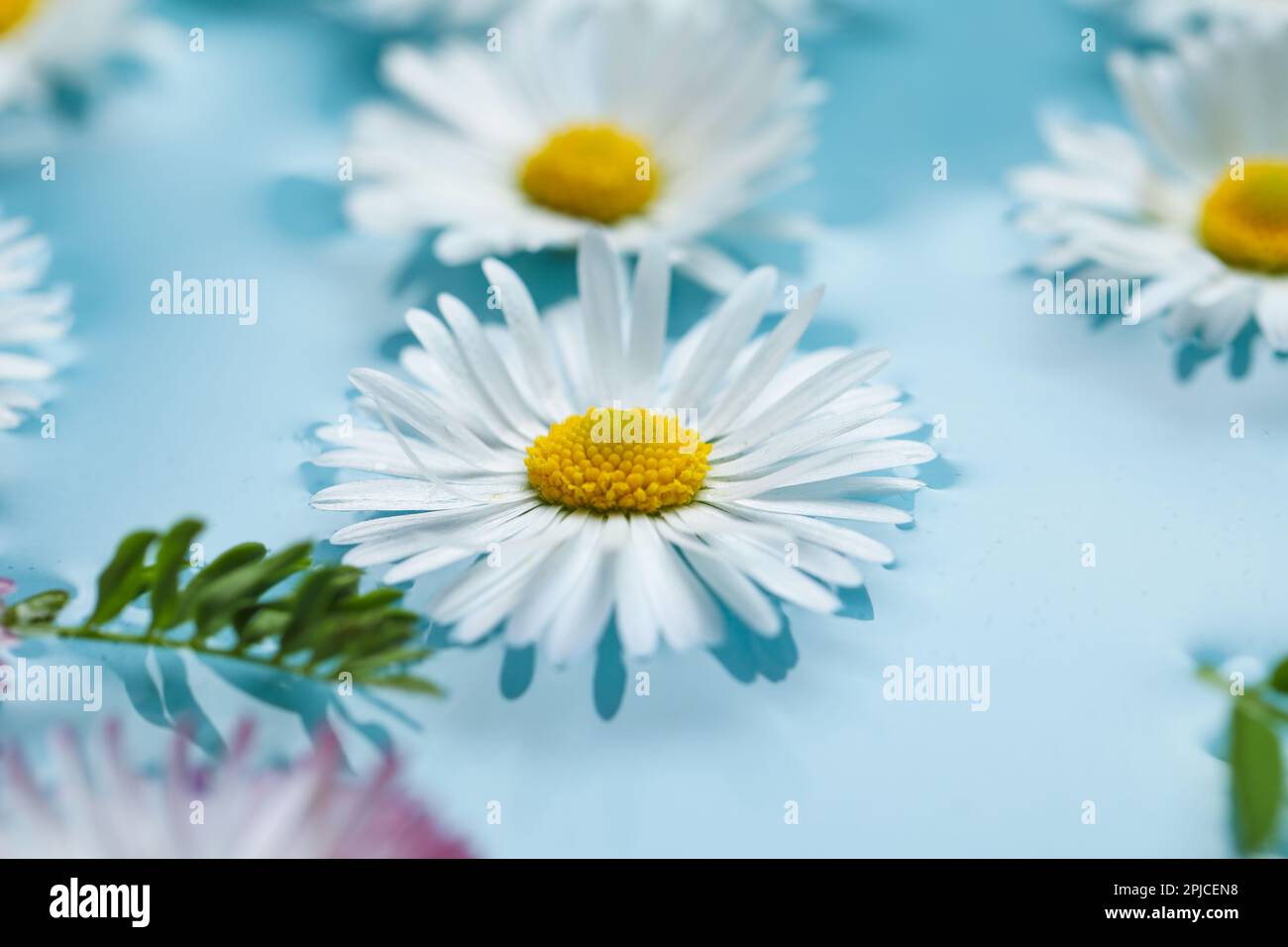 Flowers floating in water hi-res stock photography and images - Alamy