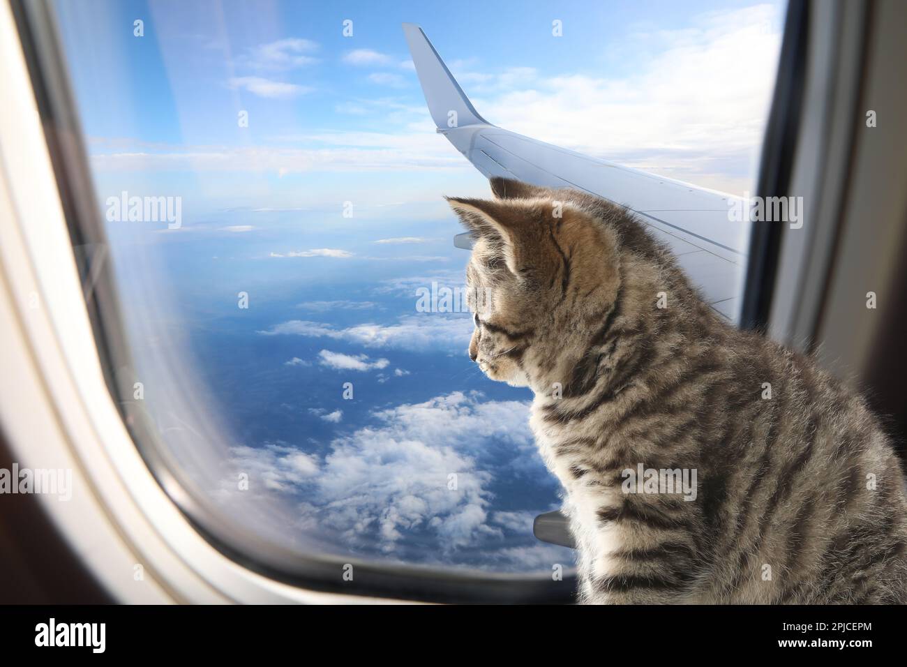 Cute cat looking through airplane window during flight. Traveling with ...