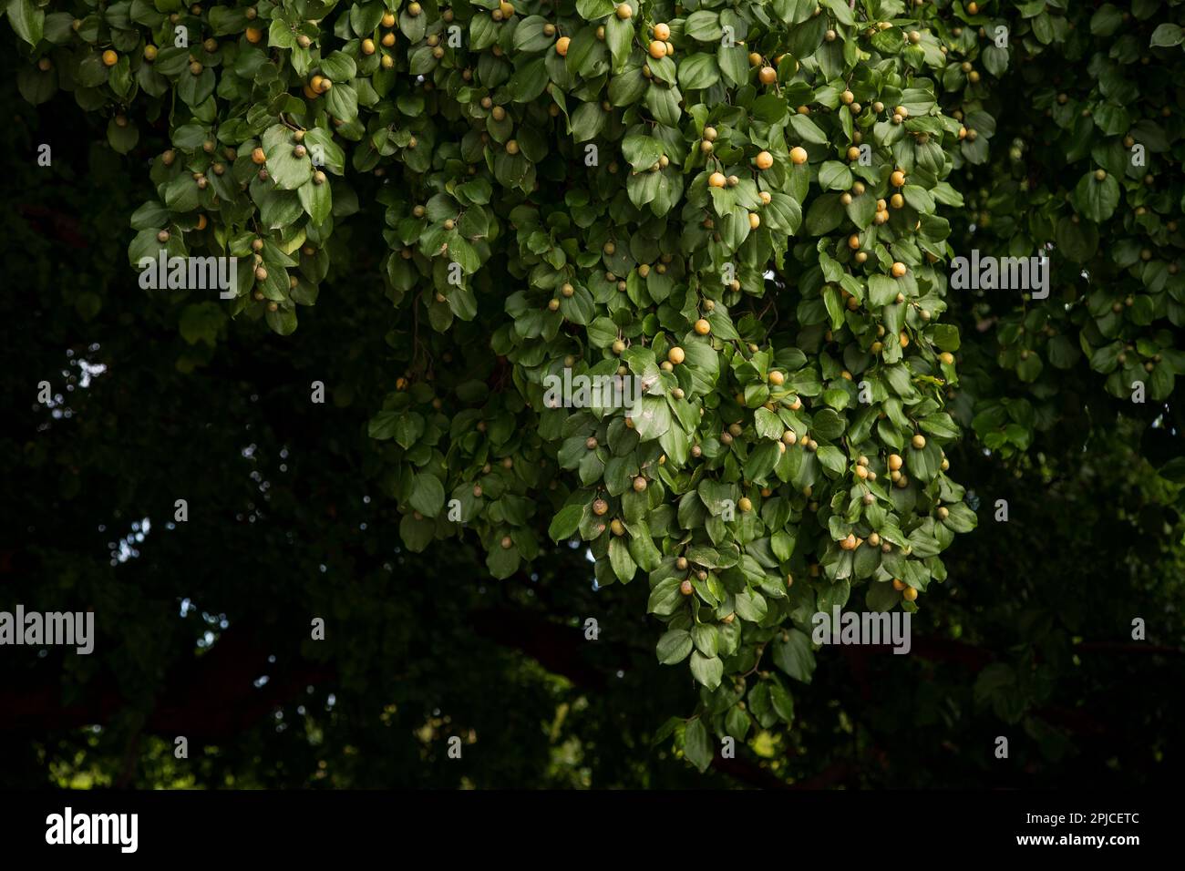 juá - canopy of the juazeiro tree loaded with ripe fruits Stock Photo ...