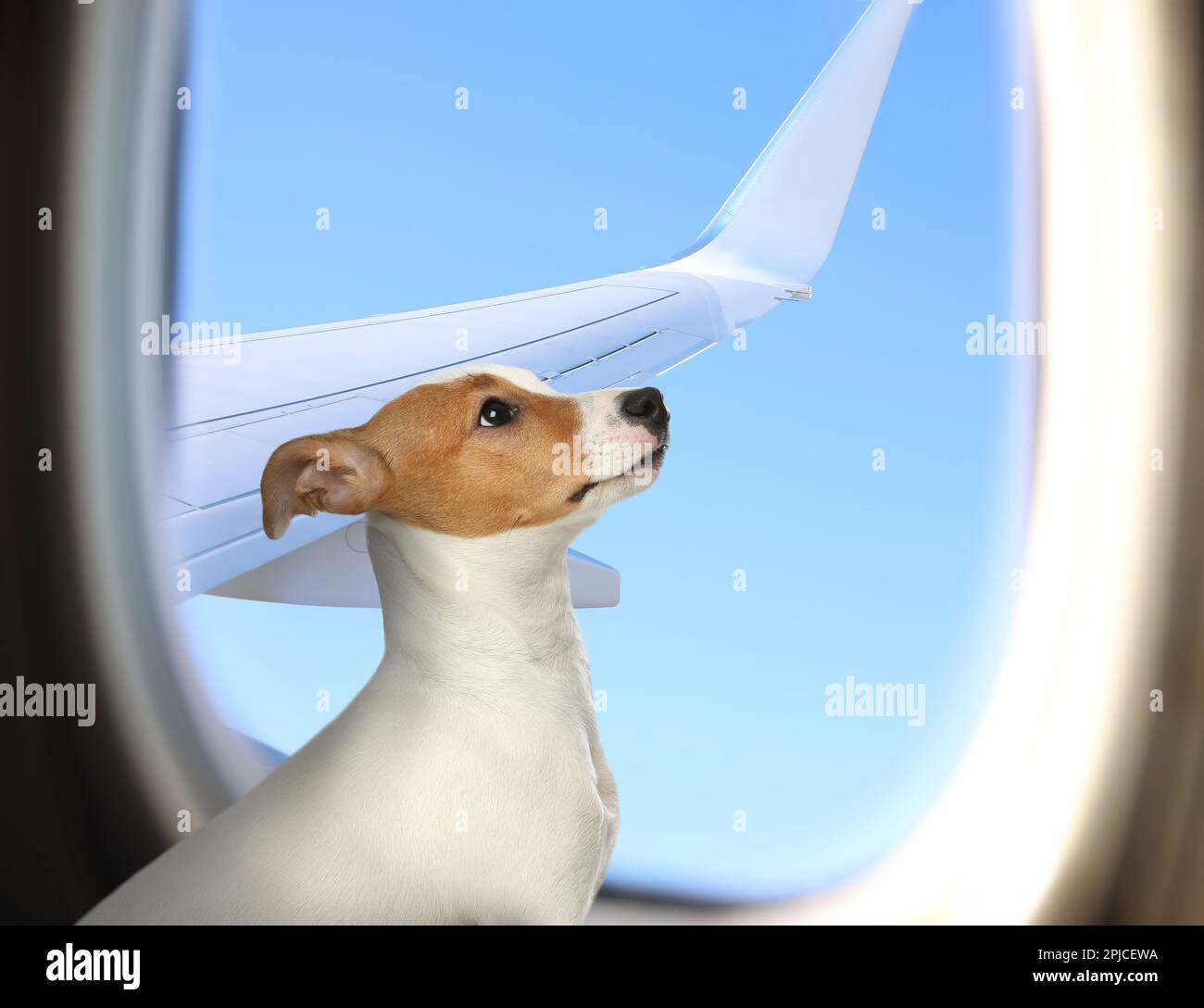 Travelling with pet. Cute Jack Russel Terrier dog near window in ...