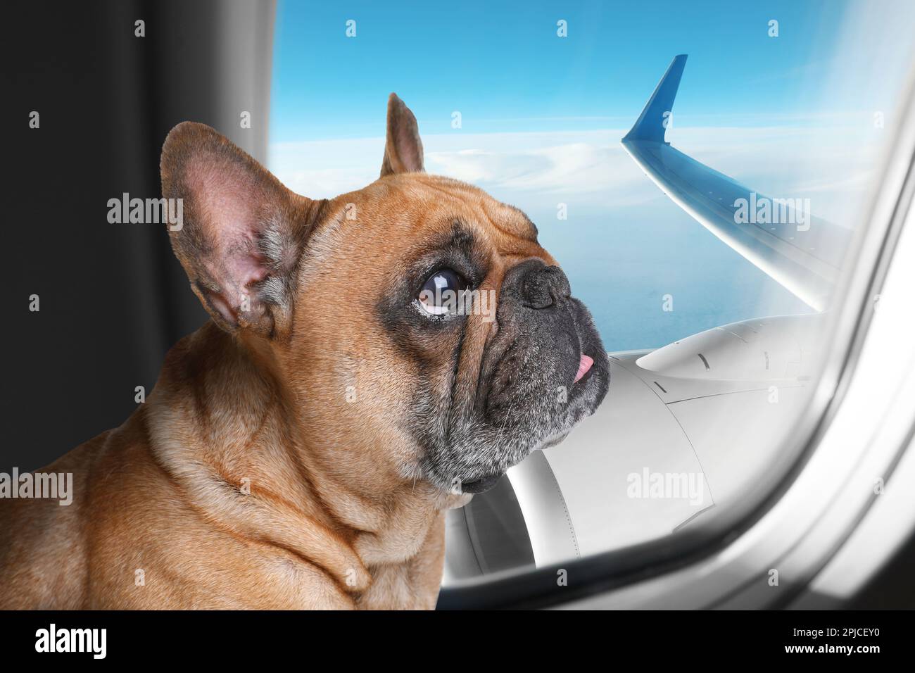Travelling with pet. Cute French bulldog near window in airplane Stock ...