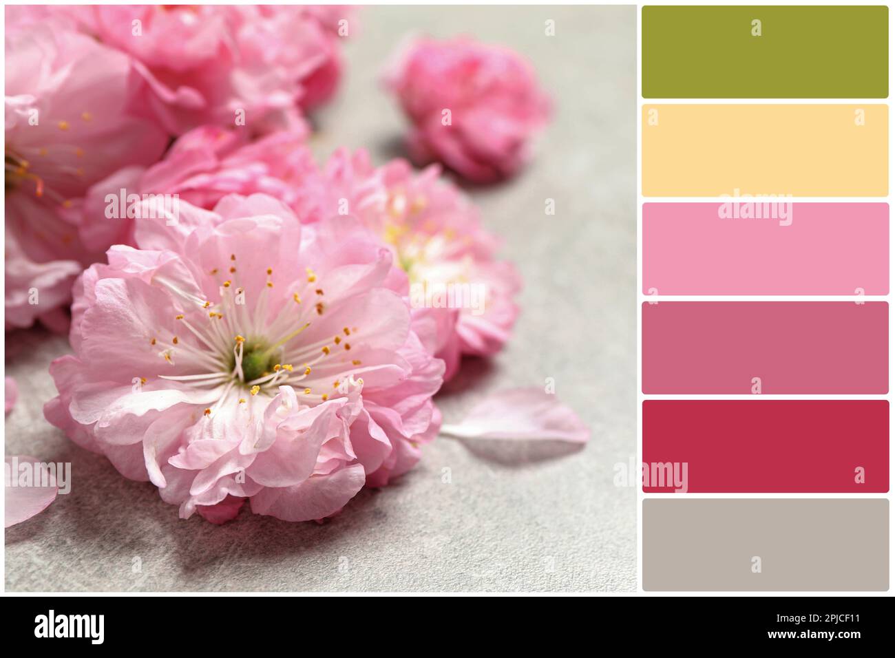 Color palette and beautiful sakura tree blossoms on grey background ...
