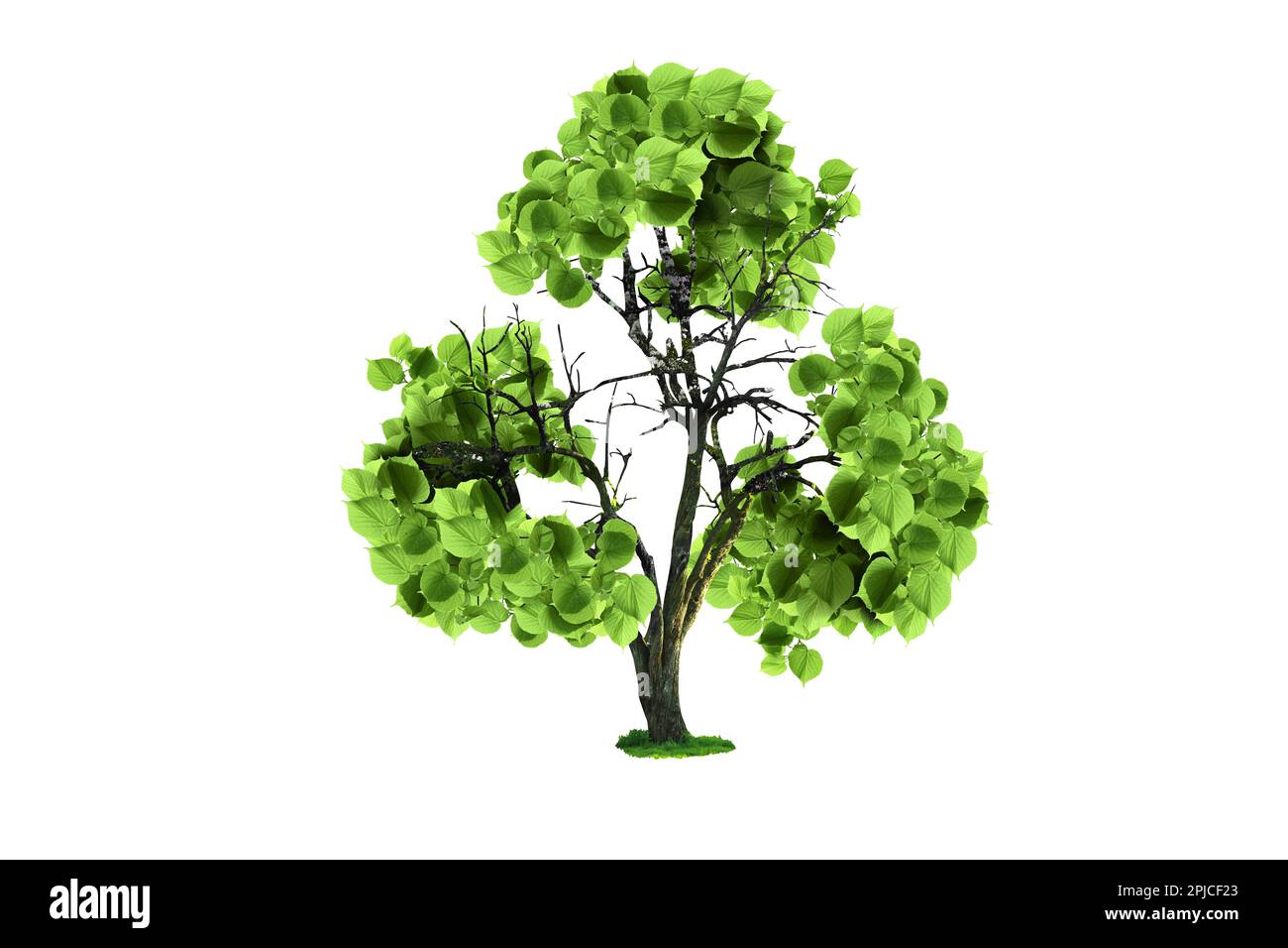 Tree with green leaves in shape of recycling symbol on white background ...