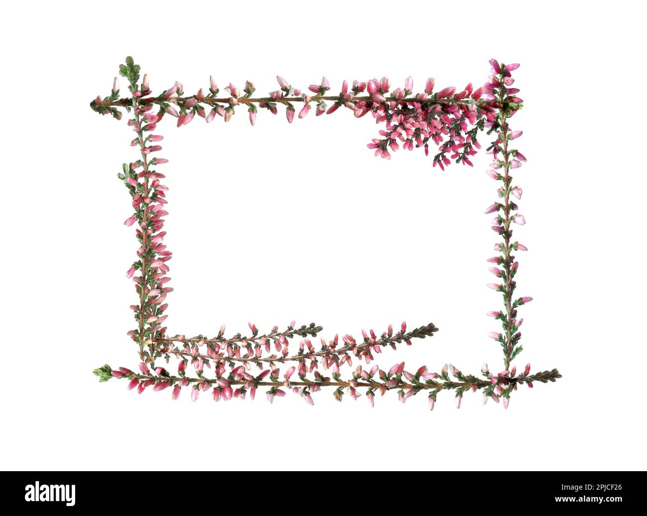 Frame of heather branches with beautiful flowers on white background ...