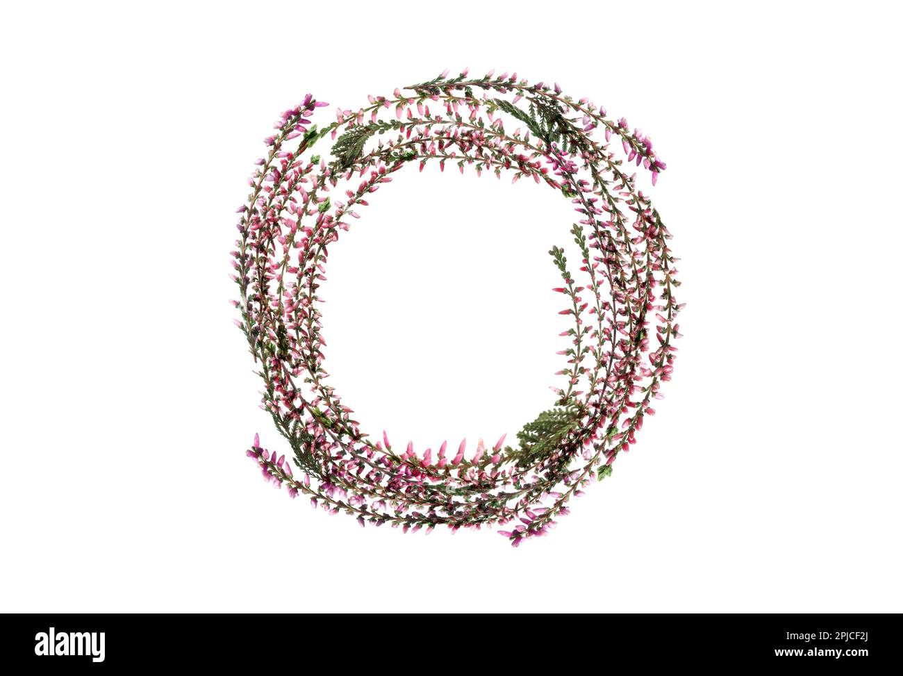Frame of heather branches with beautiful flowers on white background ...