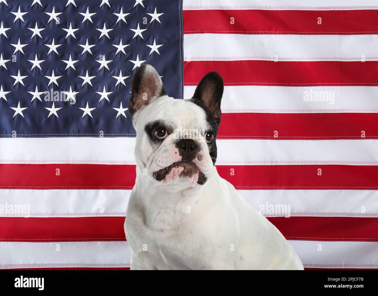 Adorable dog against national flag of United States of America Stock ...