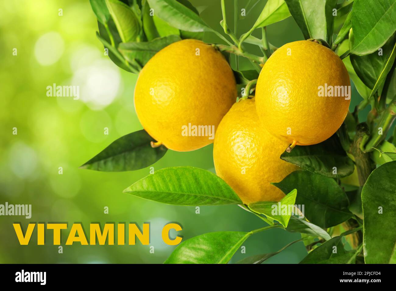 Source of Vitamin C. Lemon tree branches with ripe fruits outdoors ...